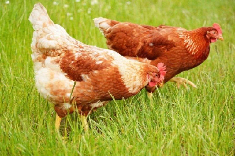 Breed Profile: Golden Comet Chicken - Backyard Poultry